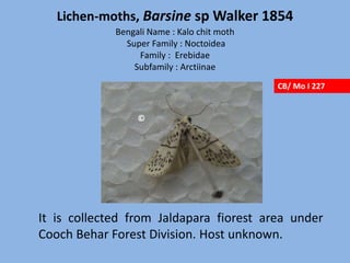 Moth of North Bengal Part 4 | PPTX