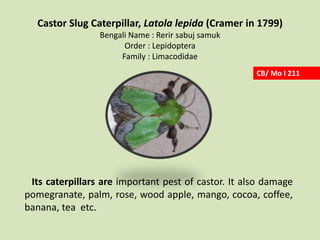 Moth of North Bengal Part 4 | PPT