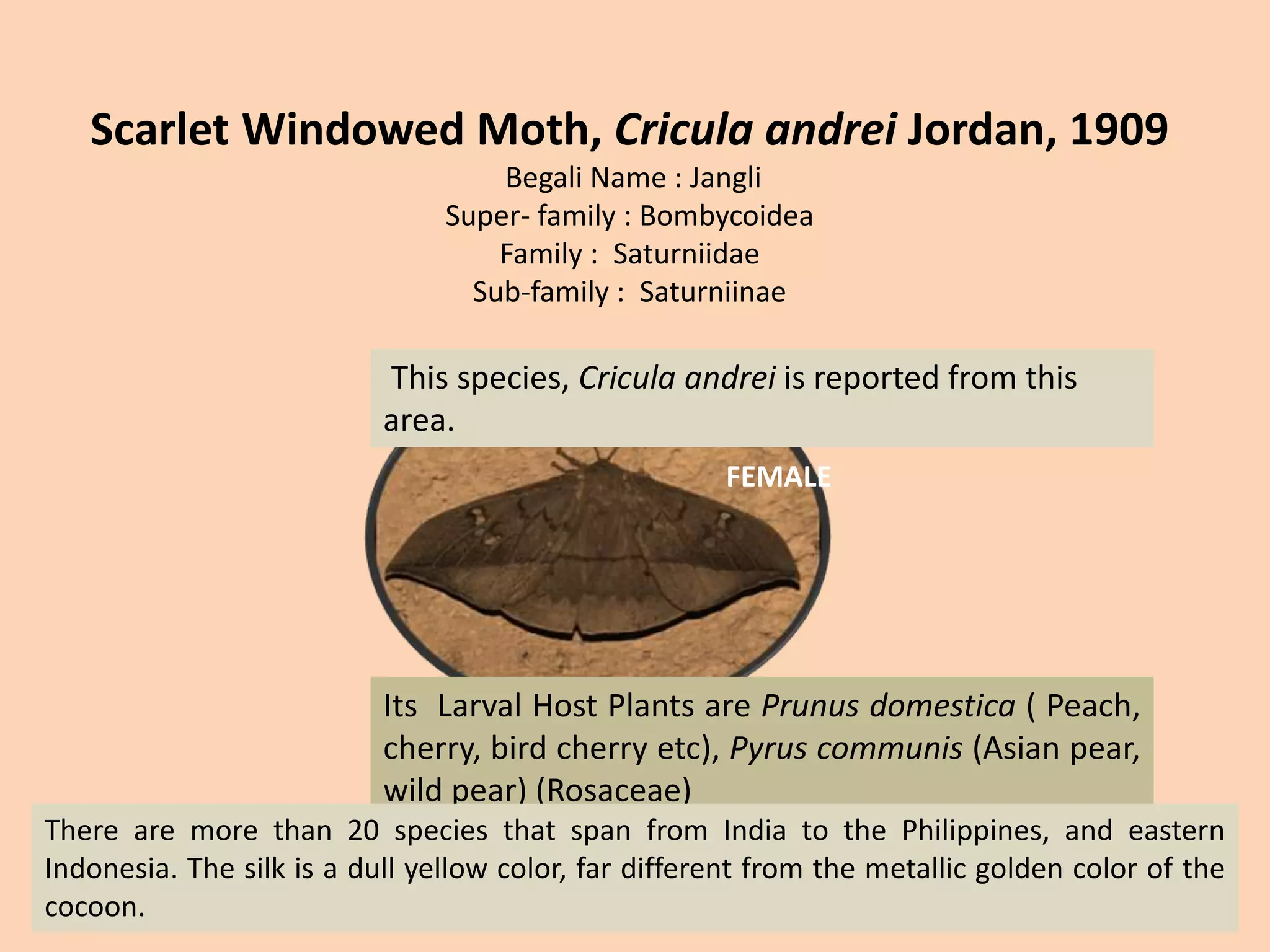 Moth of North Bengal Part 5 | PPTX