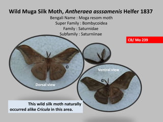 Moth of North Bengal Part 5 | PPTX