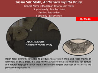 Moth of North Bengal Part 5 | PPTX