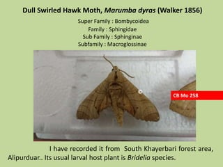 Moth of North Bengal Part 6 | PPT