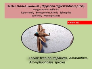 Moth of North Bengal Part 6r | PPT