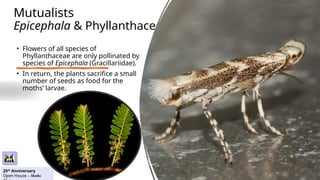 Moths Matter (and so does the Rest of Life on Earth) | PPTX