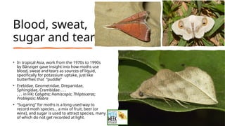 National Moth Week 2025 - Moths Matter presentation | PPTX