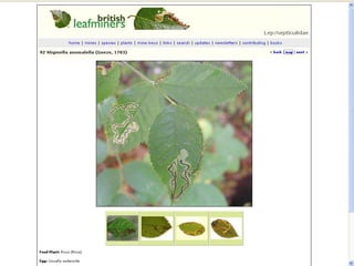 Moth recording resources on the web | PPT