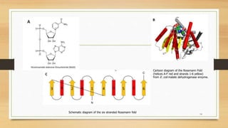 Motifs and Domains in Proteins_exp_.pptx