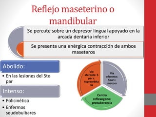 Motilidad cinética | PPTX