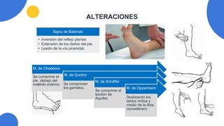 Motilidad activa involuntaria | PPTX
