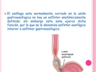 Motilidad esofagica. | PPTX