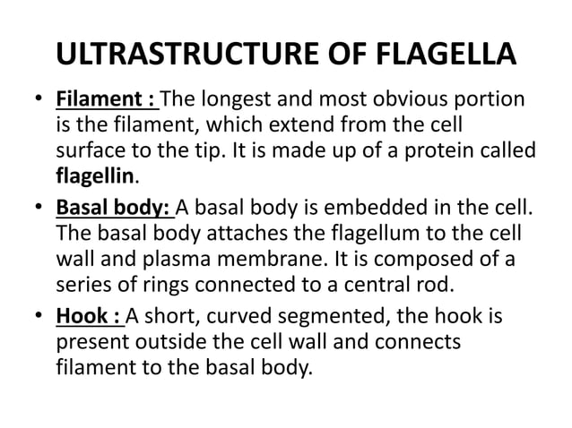 MOTILITY | PPTX | Biological Sciences | Science