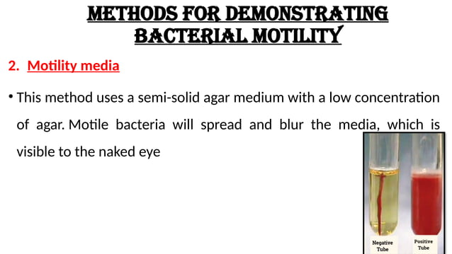 motility in microbiology .pptx
