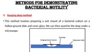 motility in microbiology .pptx