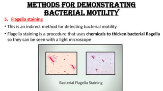 motility in microbiology .pptx