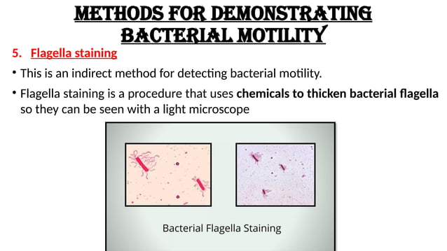 motility in microbiology .pptx