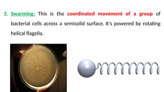 motility in microbiology .pptx