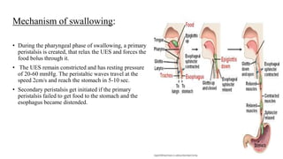 Motility disorders of esophagus new | PPTX | Digestive Disorders ...
