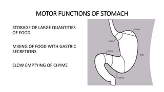 Motility in the alimentary tract | PPTX