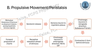 Motility of Small Intestine -Physiology of Peristalsis and segmentation ...
