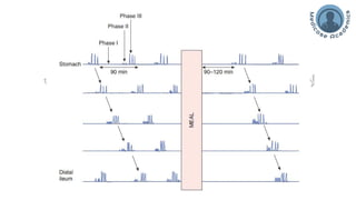 Motility of Small Intestine -Physiology of Peristalsis and segmentation ...