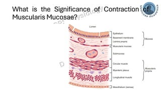 Motility of Small Intestine -Physiology of Peristalsis and segmentation ...