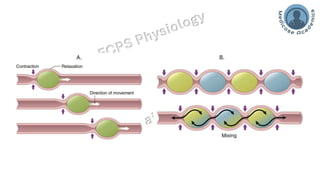 Motility of Small Intestine -Physiology of Peristalsis and segmentation ...