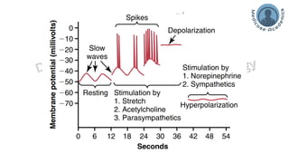 Motility of Small Intestine -Physiology of Peristalsis and segmentation ...