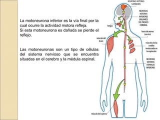Motoneurona | PPT
