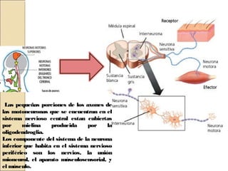 Motoneurona | PPT