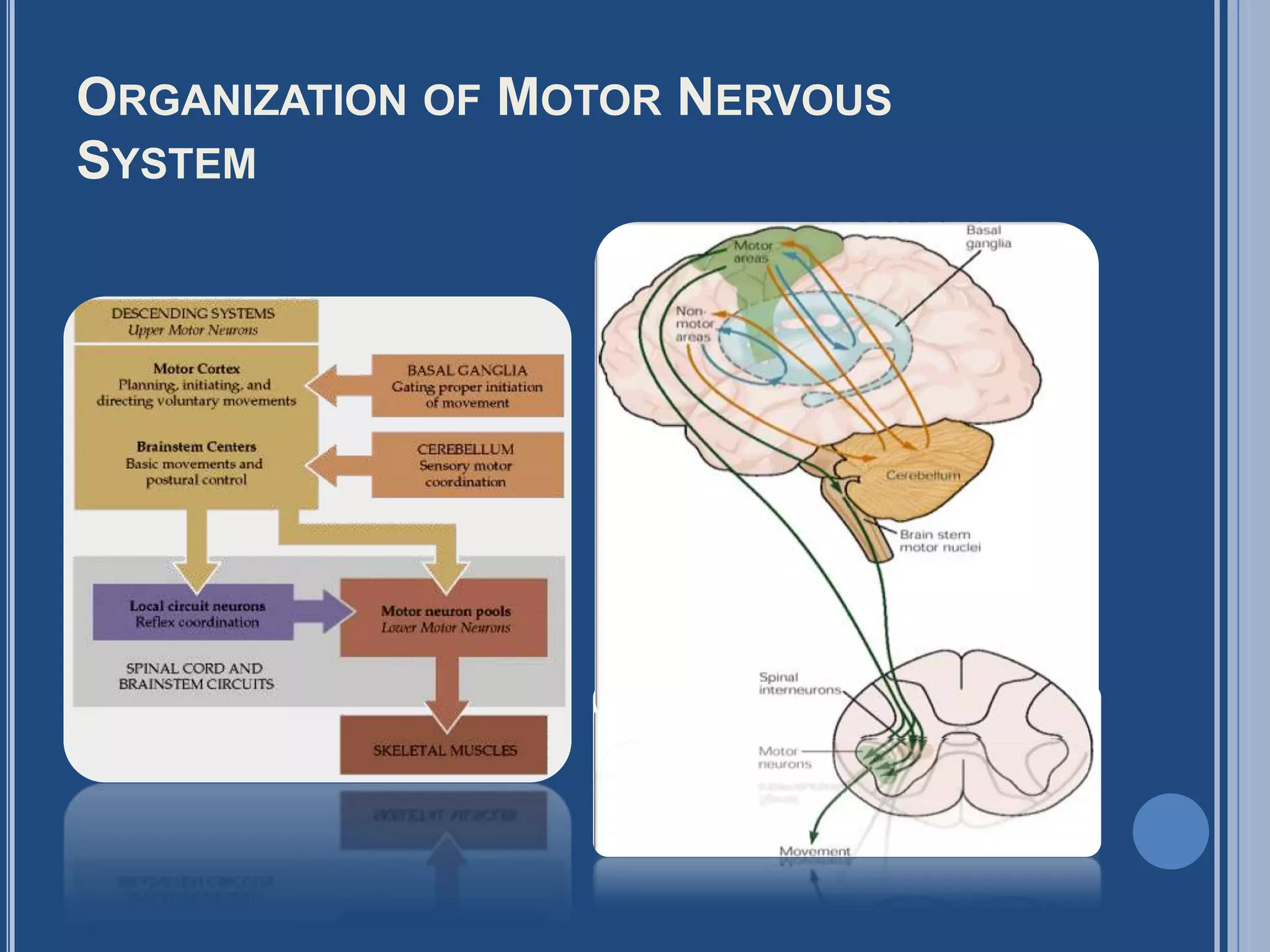 Motor paralysis clinical | PPT