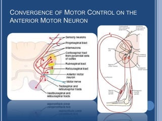 Motor paralysis clinical | PPTX