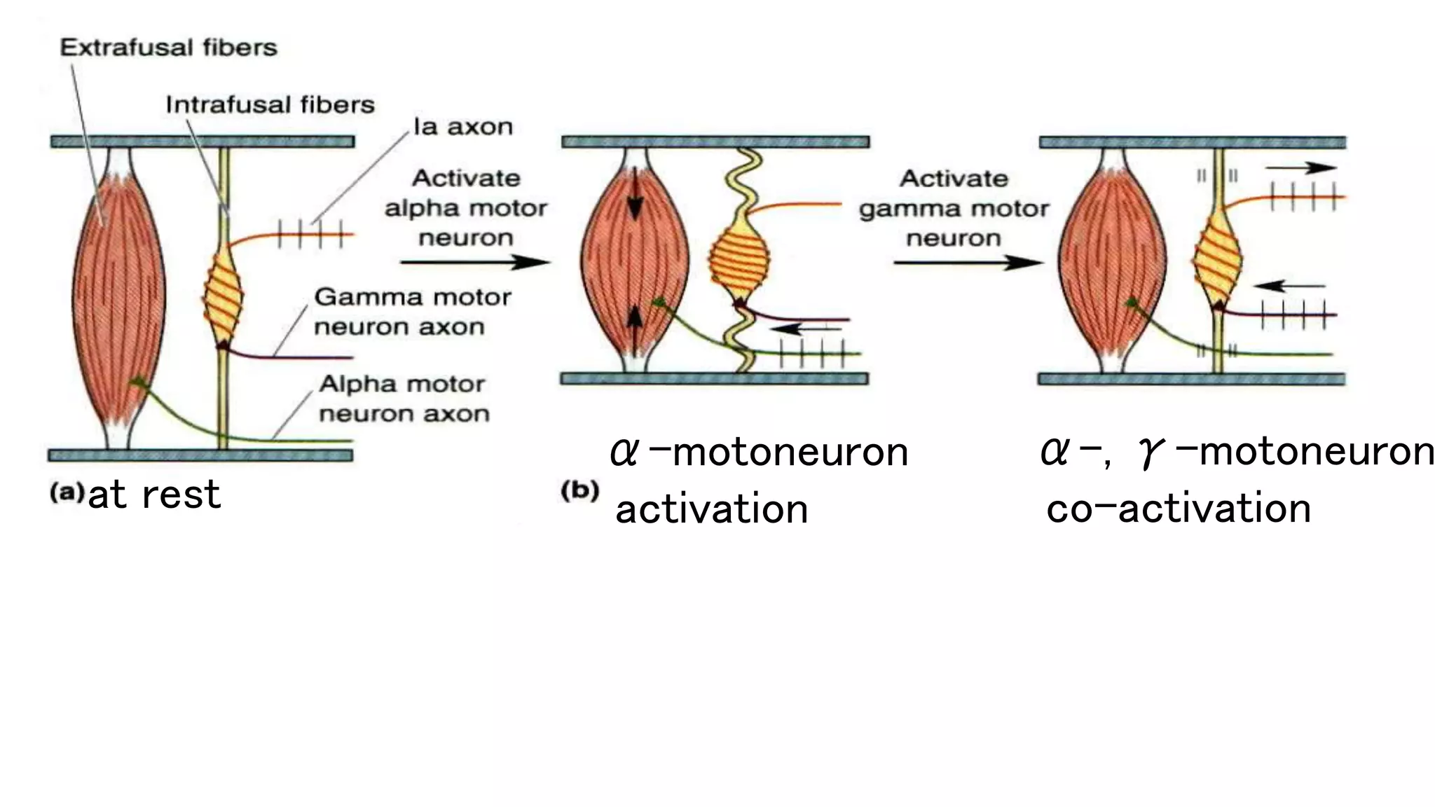 Motor Unit & Physiology of Locomotion | PPT