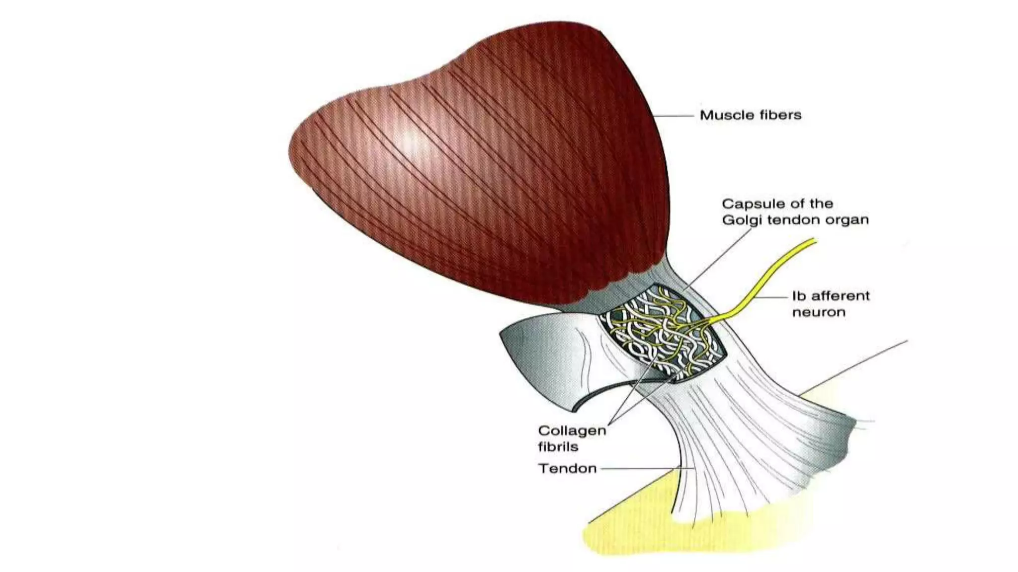 Motor Unit & Physiology of Locomotion | PPT
