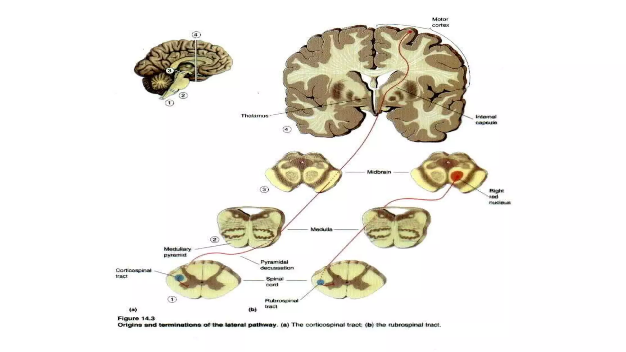 Motor Unit & Physiology of Locomotion | PPT