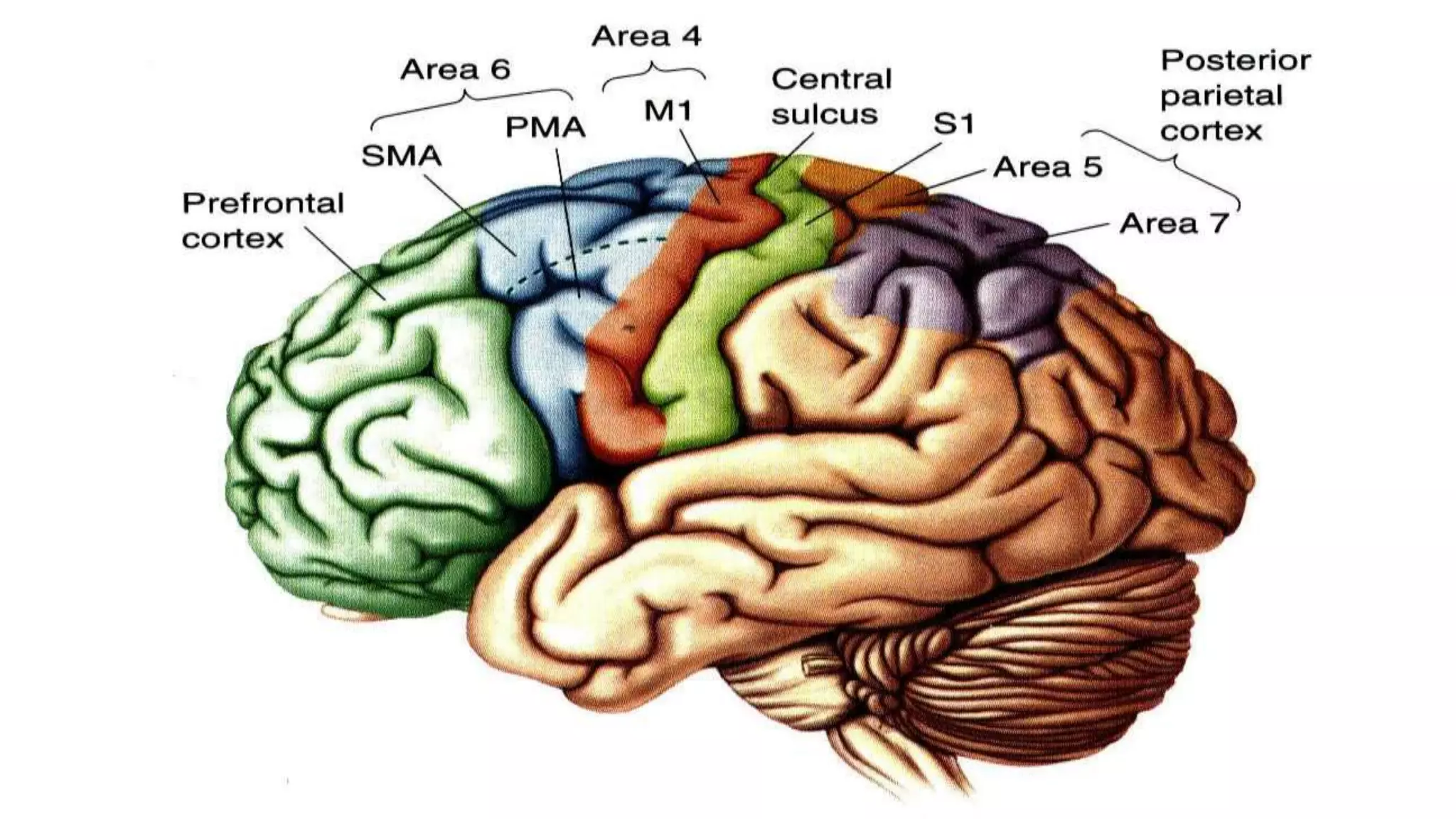 Motor Unit & Physiology of Locomotion | PPT