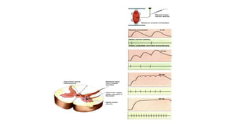 Motor Unit & Physiology of Locomotion | PPT
