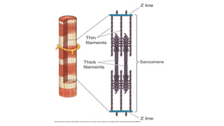 Motor Unit & Physiology of Locomotion | PPT