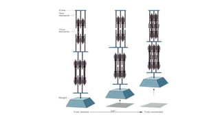 Motor Unit & Physiology of Locomotion | PPT