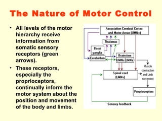 Motor control-09-10 | PPT