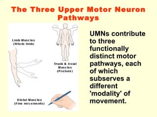 Motor control-09-10 | PPT
