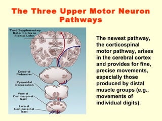 Motor control-09-10 | PPT