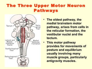 Motor control-09-10 | PPT
