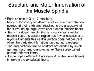 General Physiology - Motor Functions of the Spinal Cord; the Cord ...