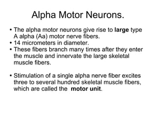 General Physiology - Motor Functions of the Spinal Cord; the Cord ...