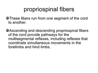 General Physiology - Motor Functions of the Spinal Cord; the Cord ...