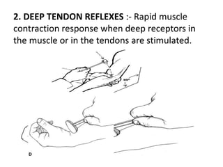 Motor and sensory examination, Examination of reflexes | PPTX