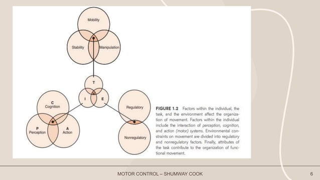 Motor Control and Learning Theories.pptx | Physical Therapy | Wellness