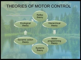 Motor control and plasticity in psychology | PPTX | Brain and Nervous ...
