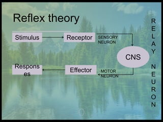Motor control and plasticity in psychology | PPTX | Brain and Nervous ...