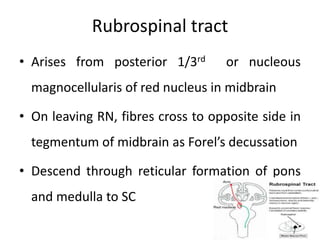 Motor cortex | PPTX